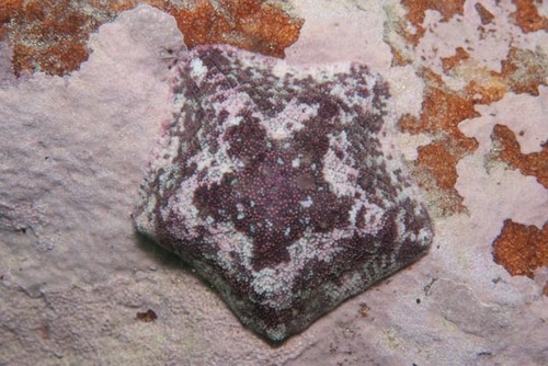 Carpet Sea Stars (Genus Patiriella) · iNaturalist