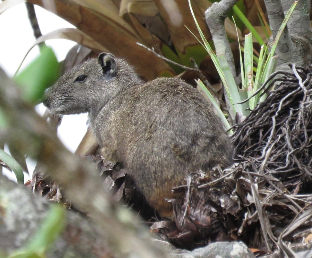 Rock Cavy (Kerodon rupestris) - Know Your Mammals