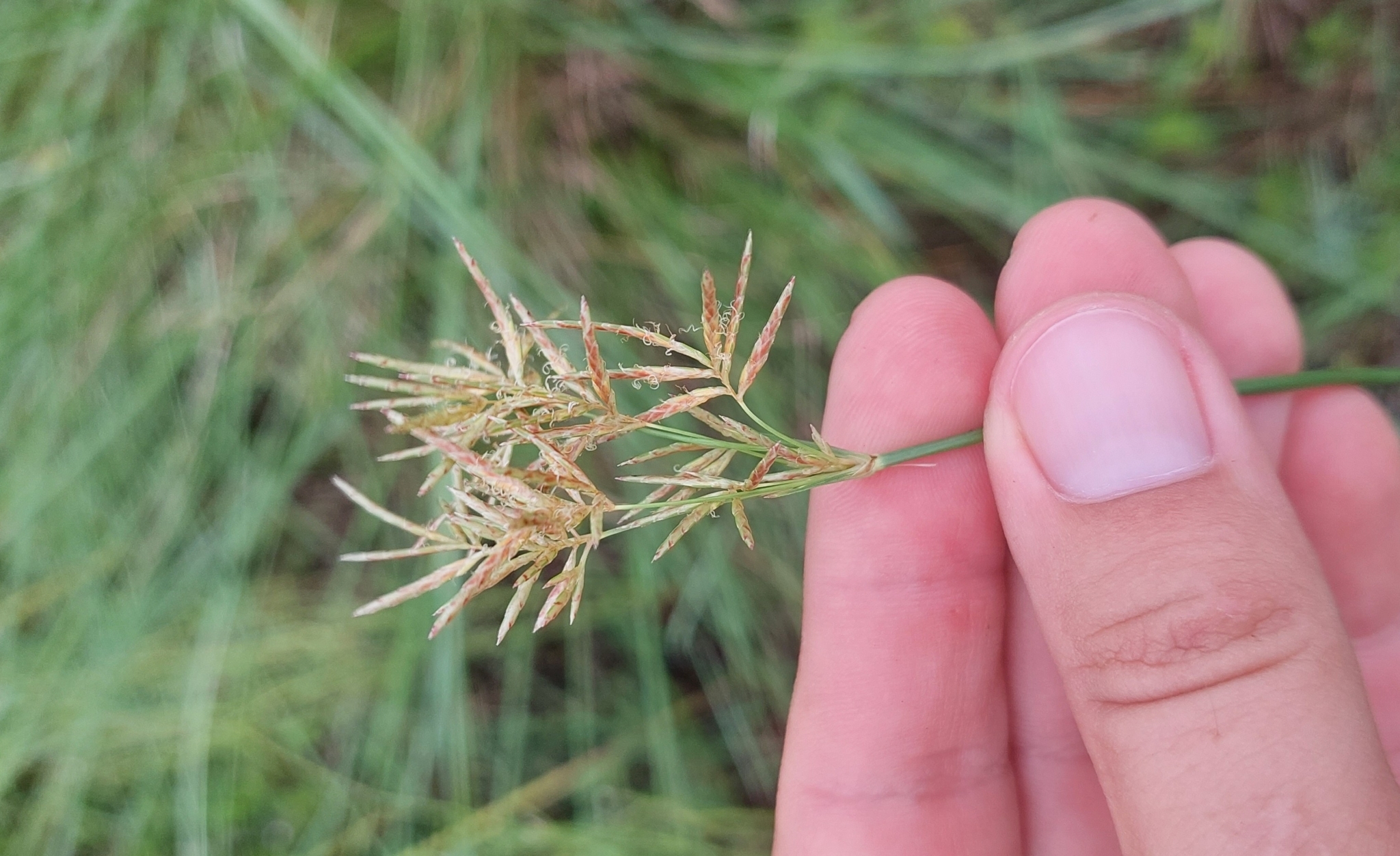 Cyperus articulatus L.