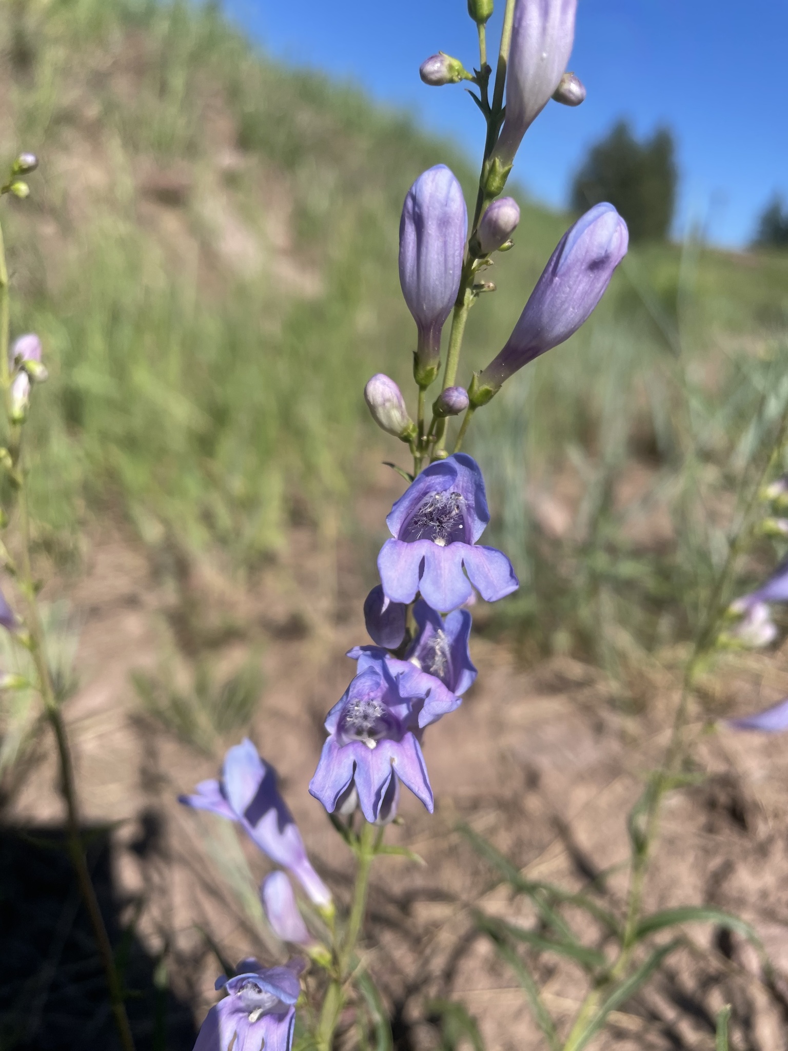 Penstemon comarrhenus A.Gray