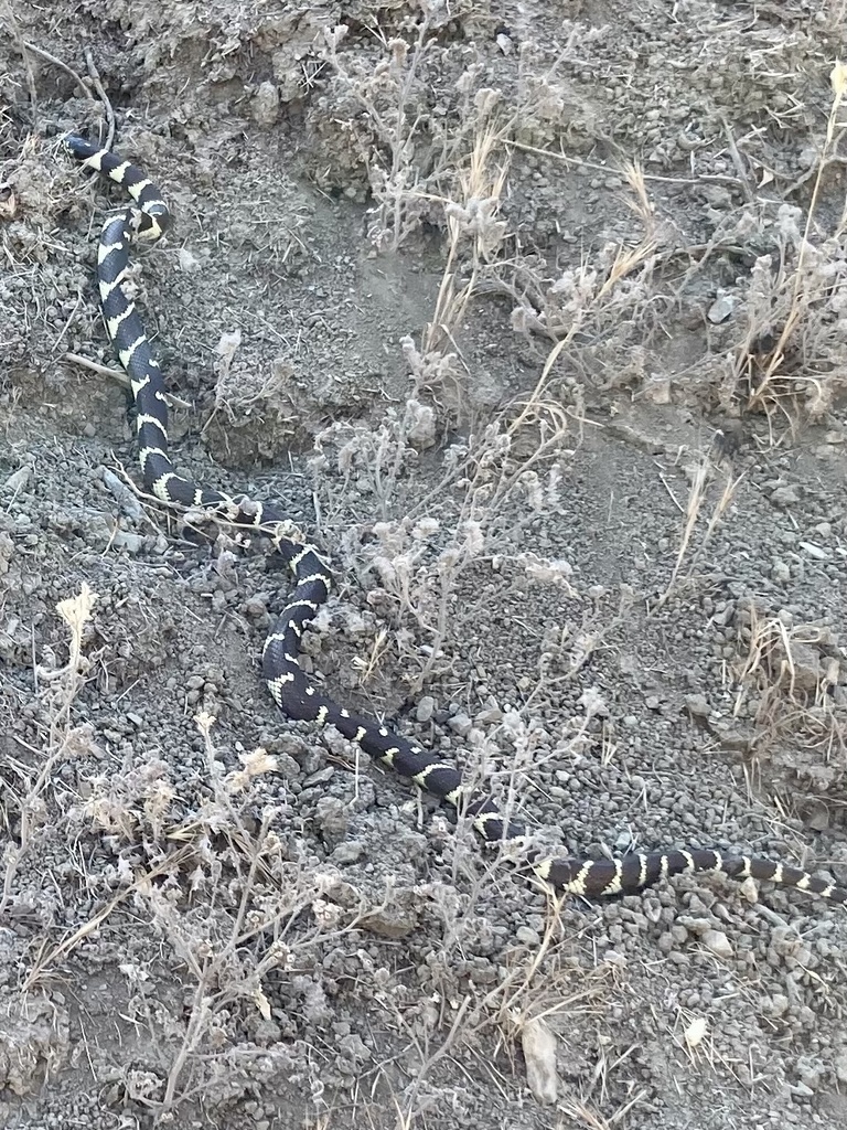 California King Snake from Ed Davis Park in Towsley Canyon, Newhall, CA ...