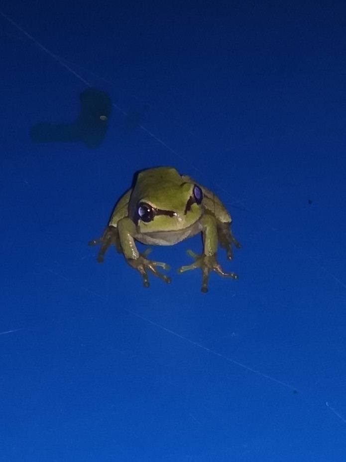 Iberian Tree Frog from Rua do Caminho de Santiago, Ponte de Lima, Norte ...