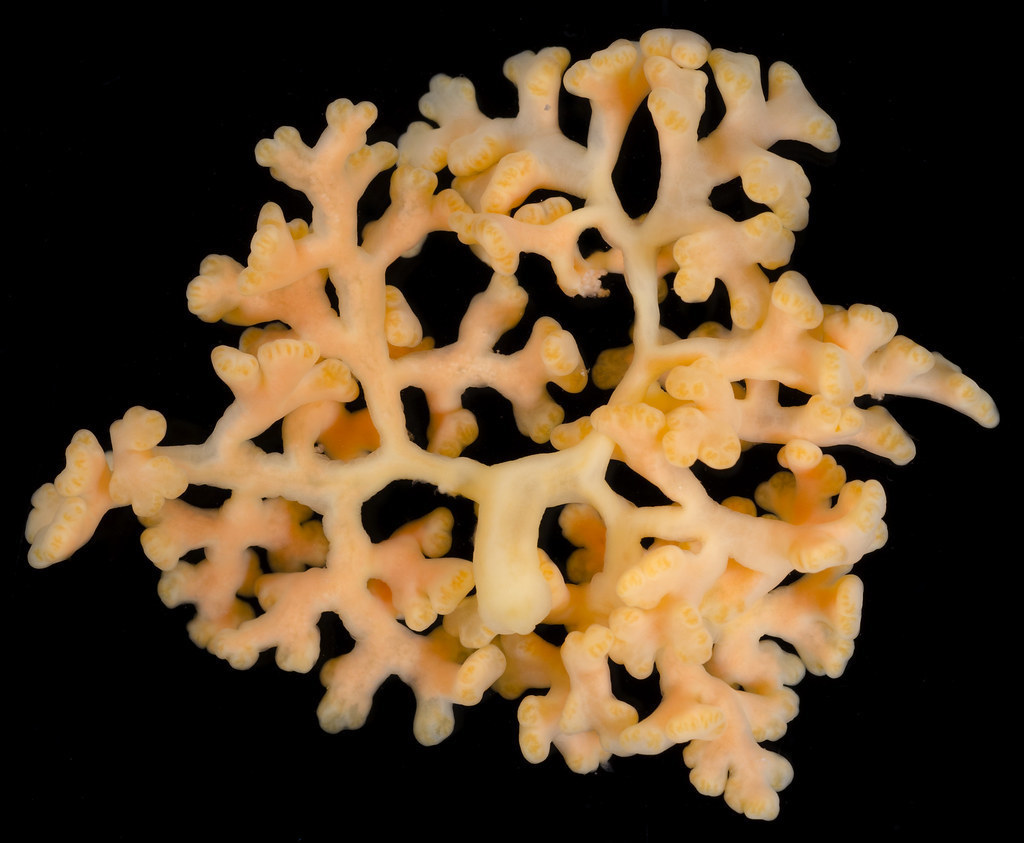 Dendrogaster from Kelpie Point on July 31, 2017 by Hakai Institute ...