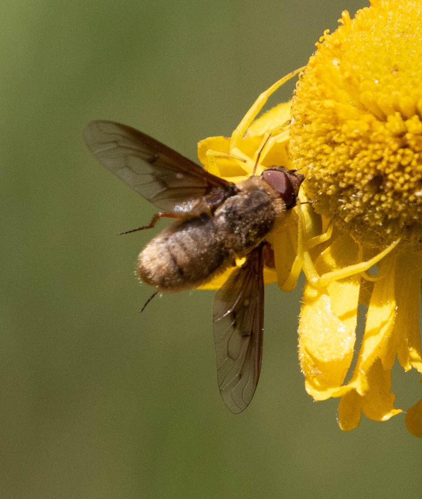banded bee flies from Plumas County, CA, USA on July 3, 2021 at 10:59 ...