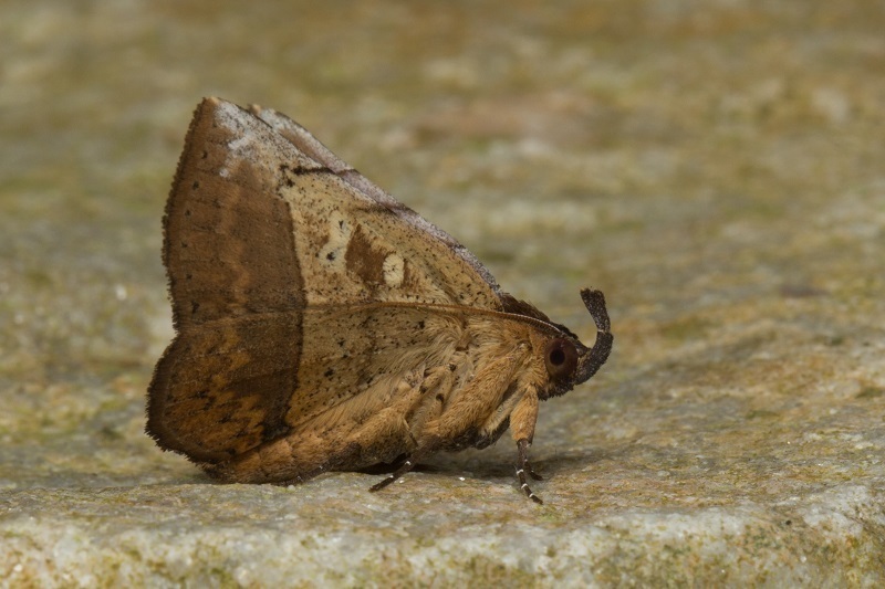 Pangrapta paragona from Stephens Place, Frasers Hill (2) on July 15 ...