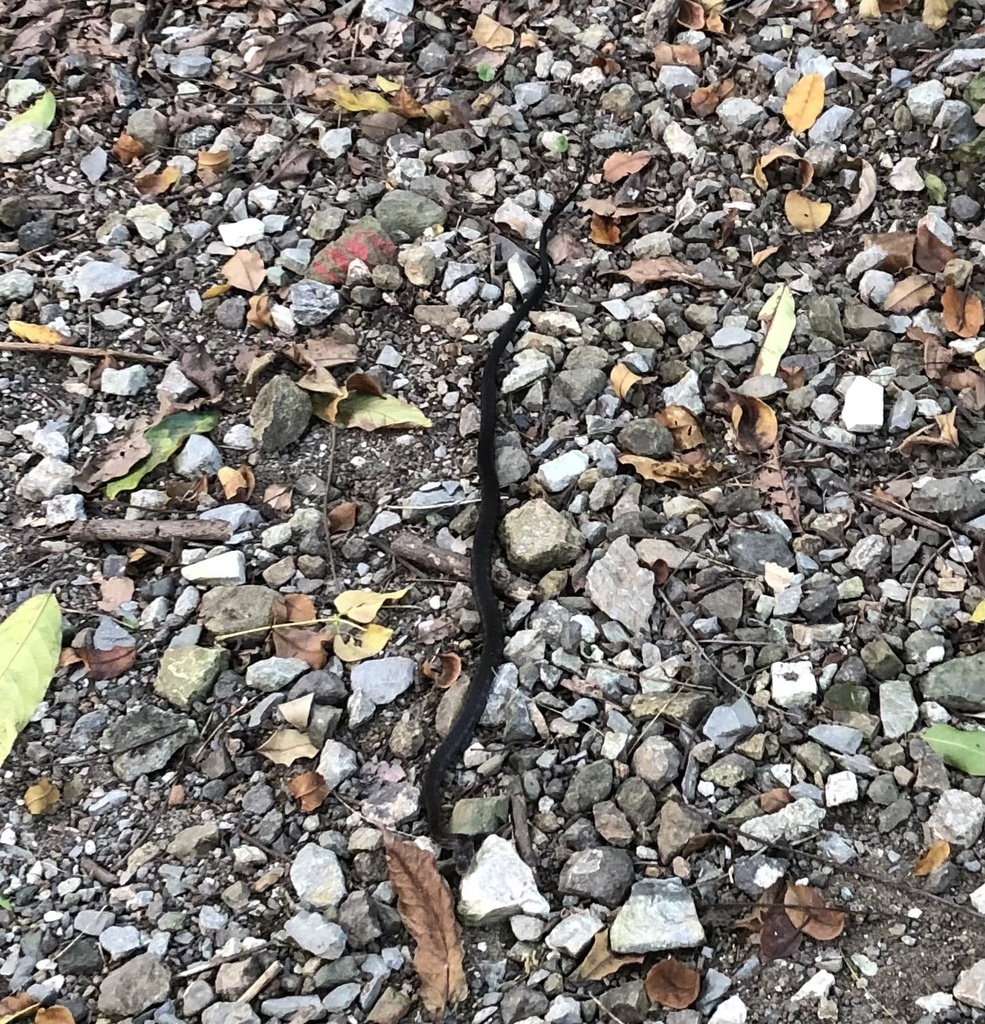 Puerto Rican garden snake from Puerto Rico, Ponce, PR, US on July 09 ...
