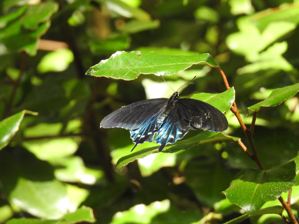 Pipevine Swallowtail from Lewisville, TX, USA on July 09, 2021 at 04:24 ...