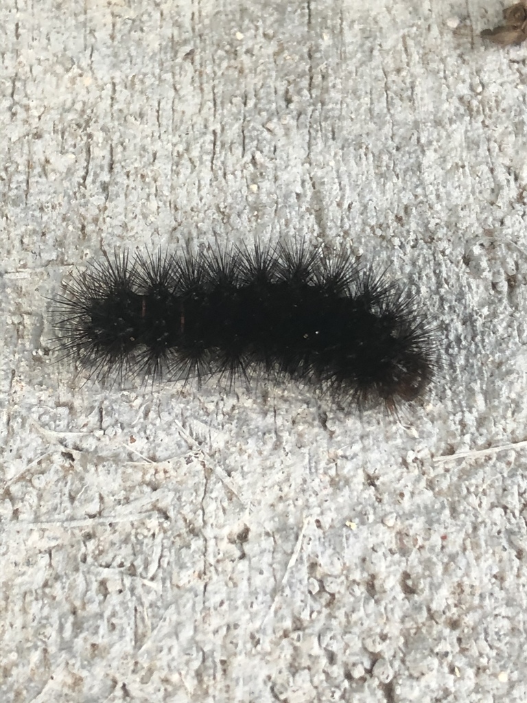 Hypercompe from E University Ave, Georgetown, TX, US on July 02, 2021 ...