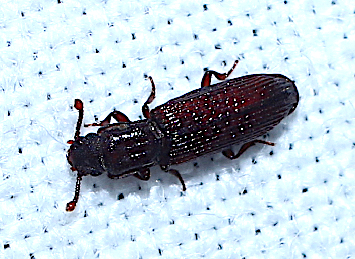 Pycnomerus Erichson, 1842