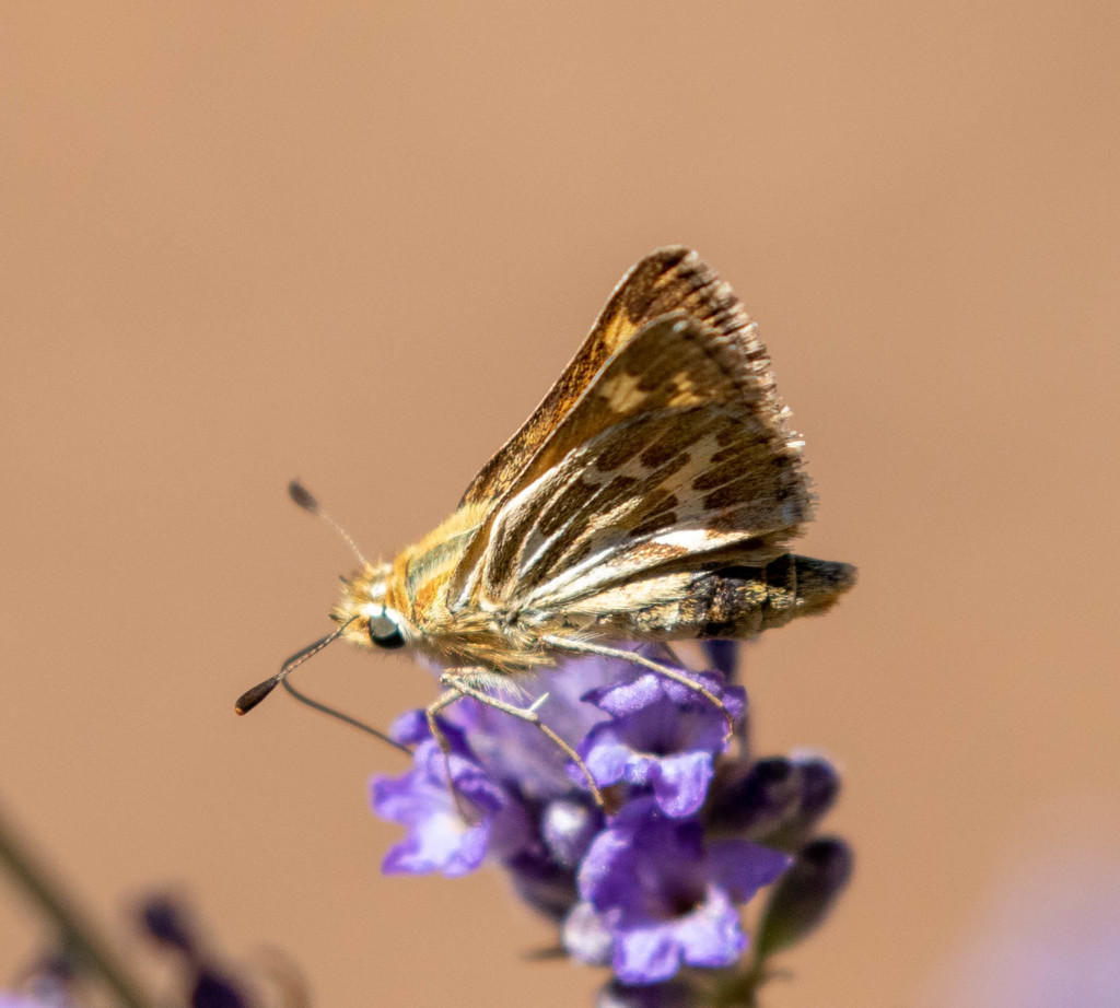 Sandhill Skipper from Hamilton Branch, CA 96137, USA on July 2, 2021 at ...