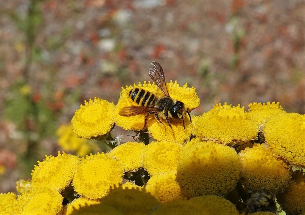 Megachile fidelis from Nanaimo, BC, Canada on July 09, 2021 at 11:44 AM ...