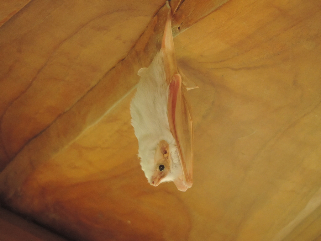 Northern Ghost Bat (Diclidurus albus) - Know Your Mammals