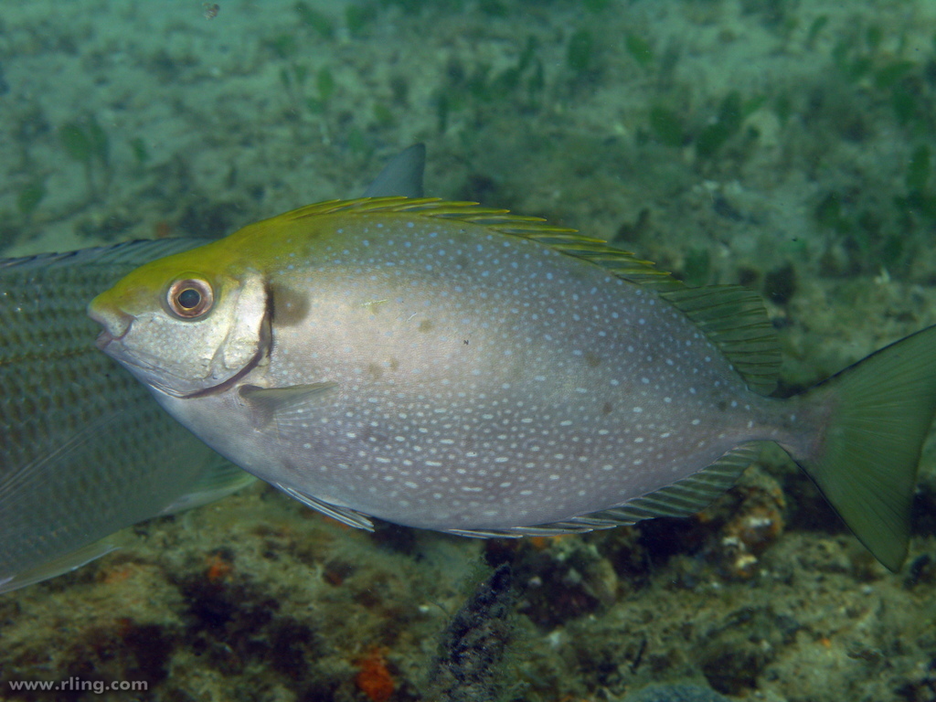 Dusky Rabbitfish (Kushimoto aquarium and undersea tower, Kushimoto ...