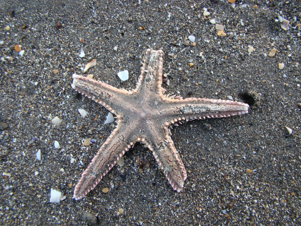 Indo-Pacific Comb Star from Taranaki, New Zealand on July 04, 2021 at ...