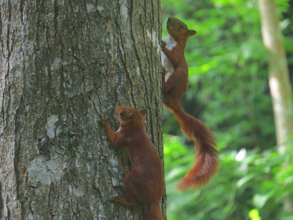 Red-tailed Squirrel from Usiacurí, Atlantico, Colombia on July 7, 2021 ...