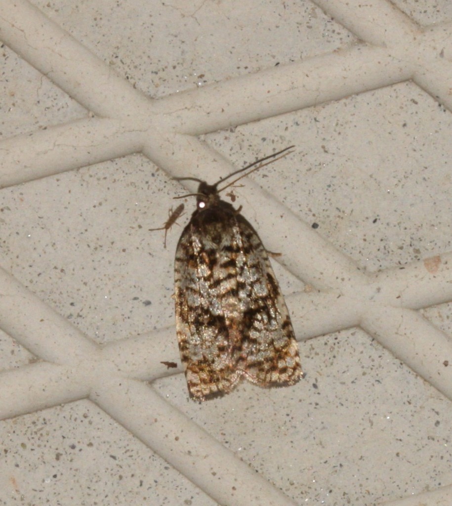 Spruce Budworm Moth from Québec, Canada on July 6, 2021 at 11:29 PM by ...