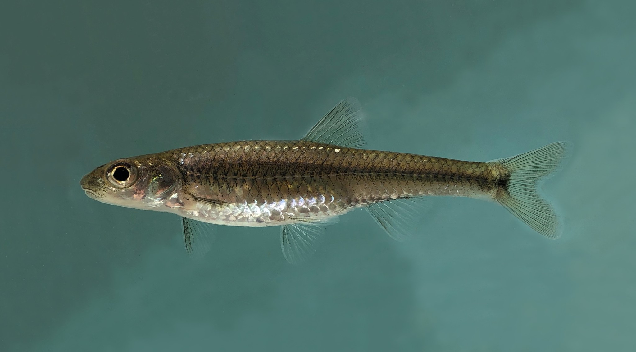 Notropis spectrunculus (Cope, 1868)