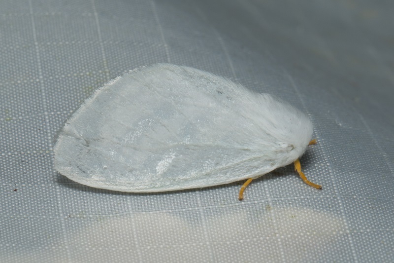 Leucoma from Stephens Place, Frasers Hill (2) on July 15, 2017 by ...