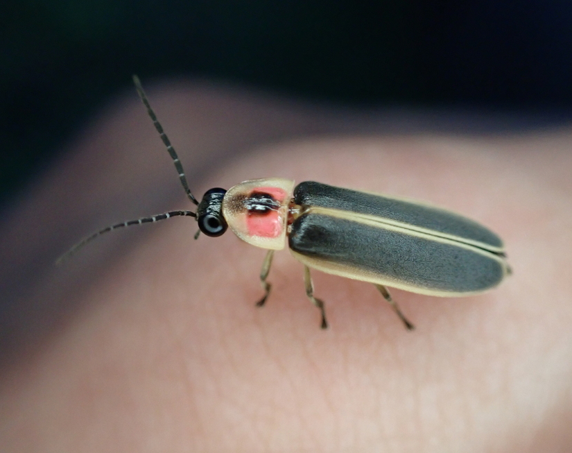 Common Eastern Firefly from South Cleveland, TN, USA on July 09, 2021 ...