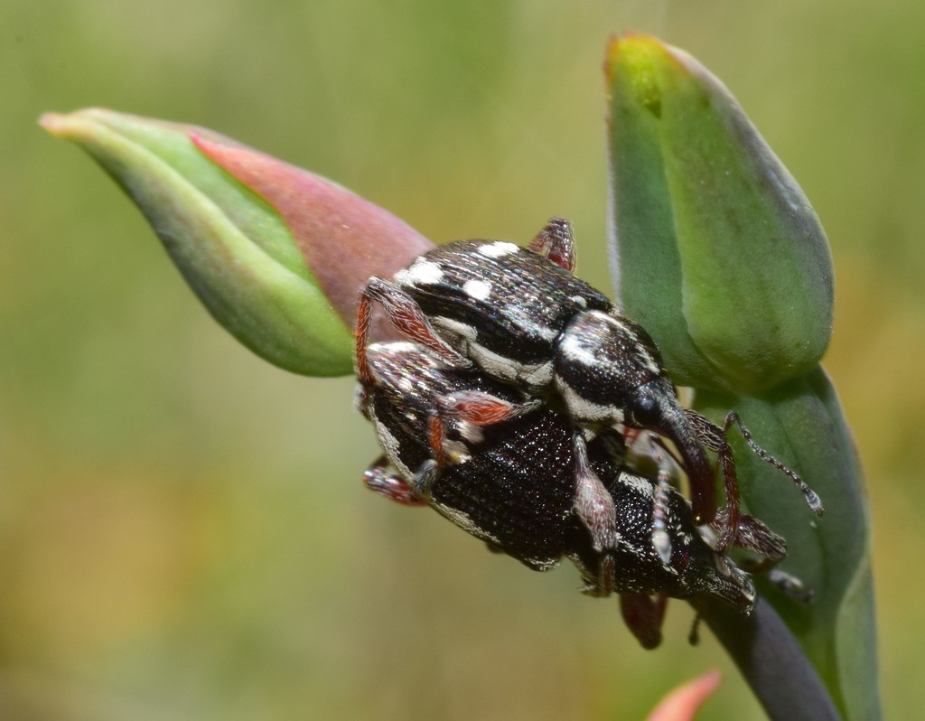 Aoplocnemis rufipes from Reed Bed Creek Road, Noorinbee VIC 3890 ...