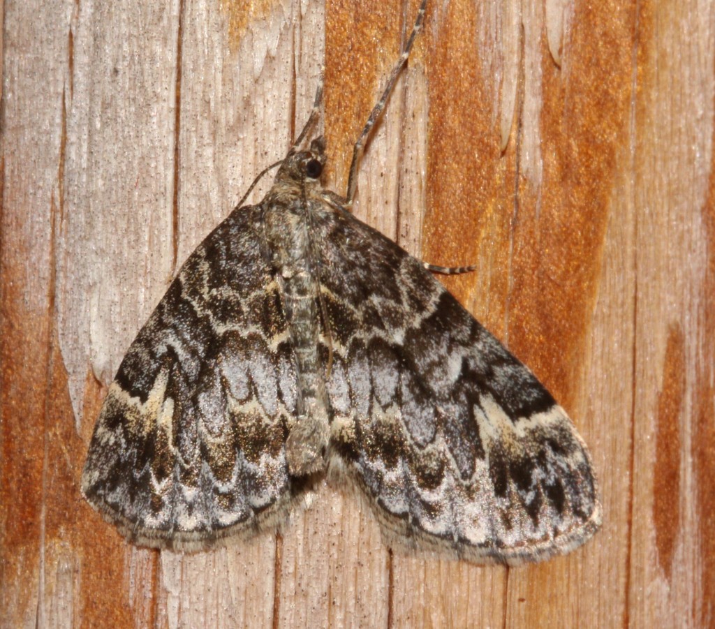 Orange-barred Carpet Moth from Québec, Canada on July 7, 2021 at 12:39 ...