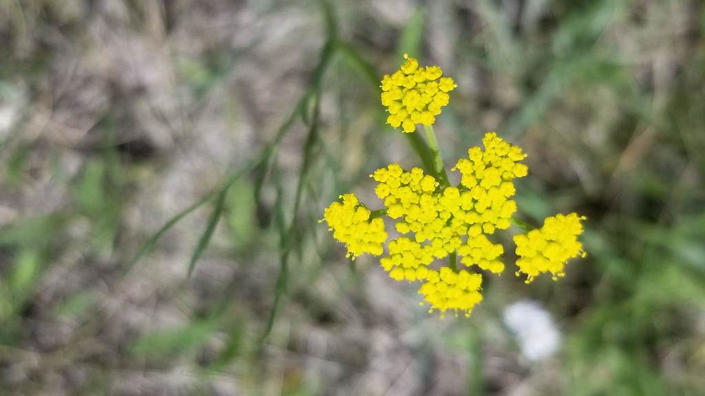 Alpine False Springparsley from Sandoval County, NM, USA on July 09 ...