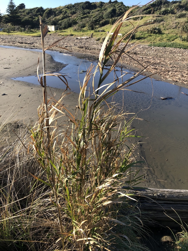 Tall Reed from Queen Elizabeth Park, Queen Elizabeth Park, Wellington ...