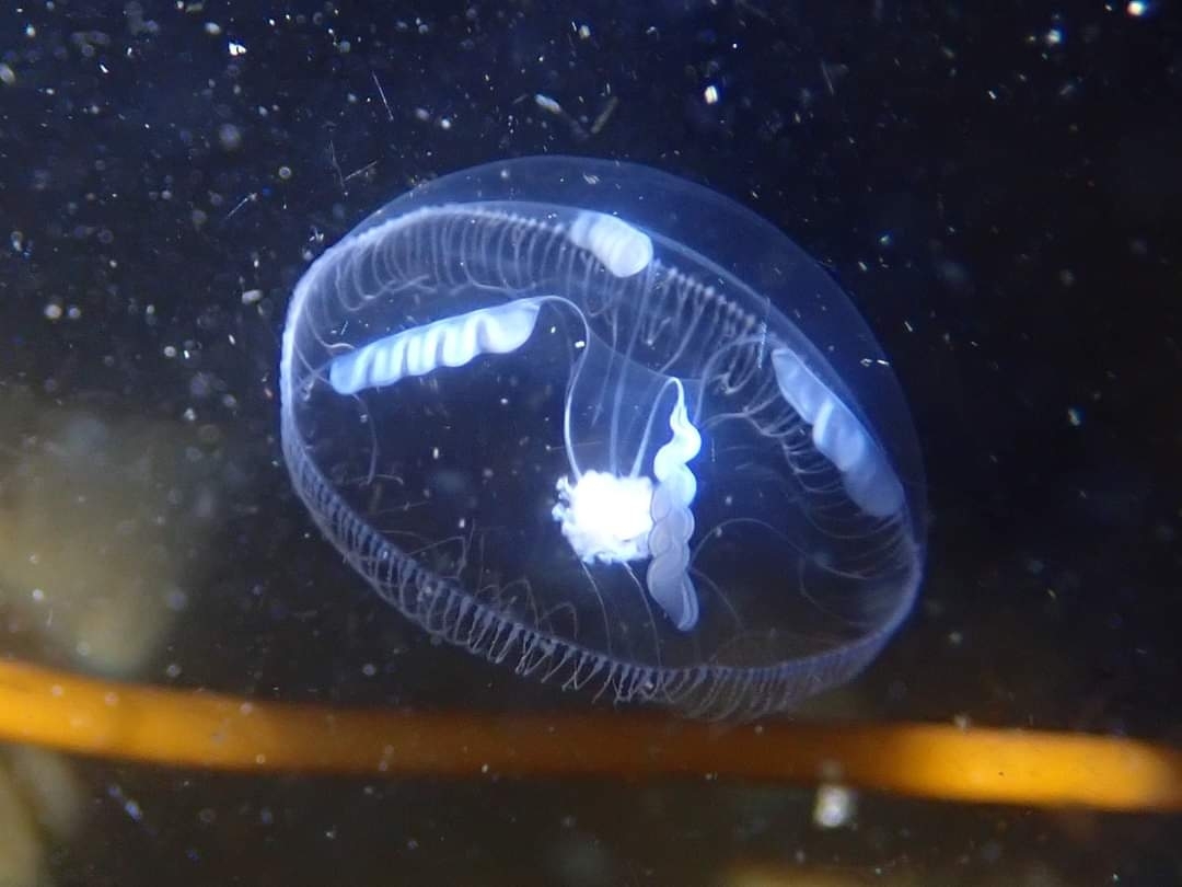 Eutonina indicans (Romanes, 1876)