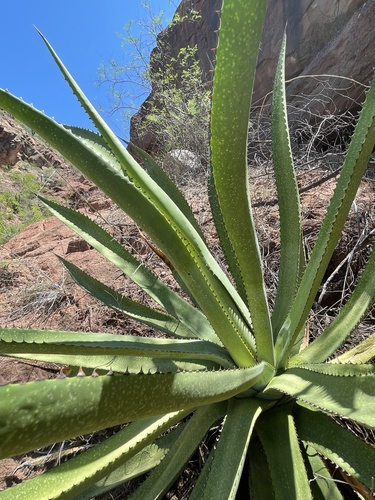 Variety Agave aurea aurea · iNaturalist