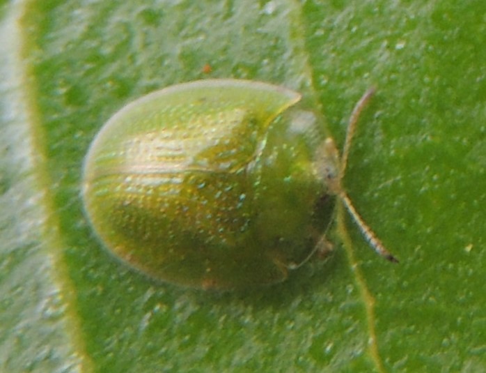 Cassida aureola (Leaf Beetles (Cassidinae) of Australia) · iNaturalist