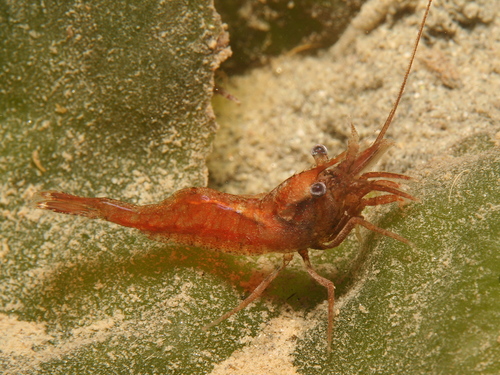 Stimpson Coastal Shrimp (Heptacarpus stimpsoni) · iNaturalist United ...