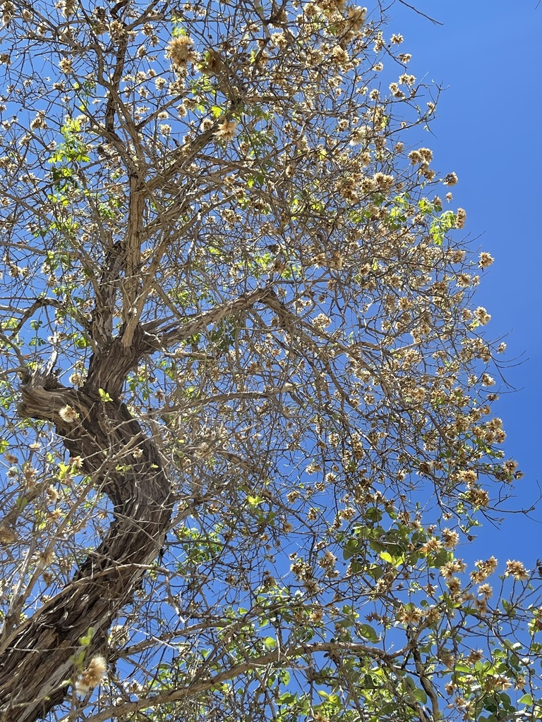 (Nahuatlea arborescens) - Botanical Realm