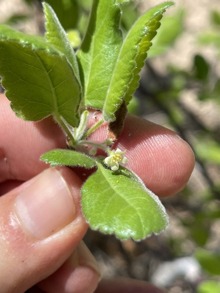 Red Elephant Tree in July 2021 by Glenn Ehrenberg · iNaturalist