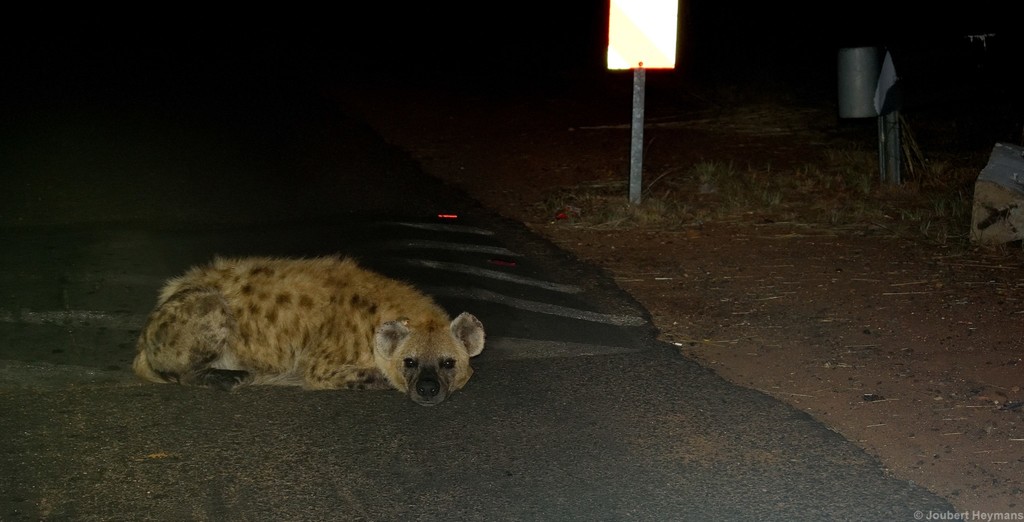 Spotted Hyena from Dinokeng North on March 17, 2018 at 10:42 PM by ...