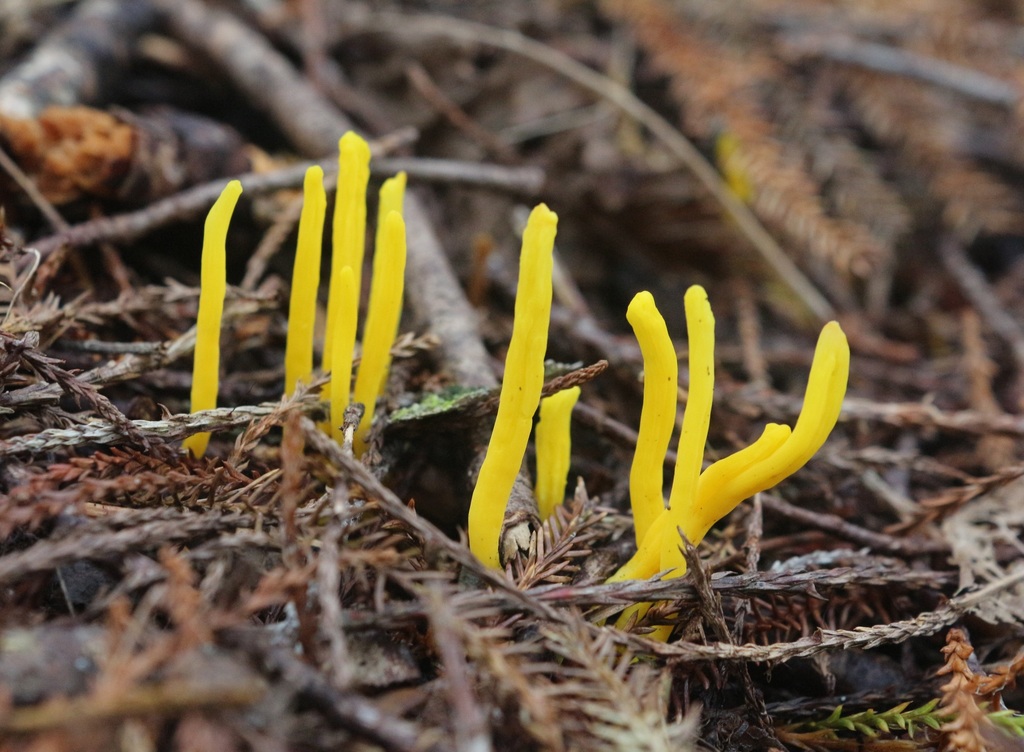 Clubs and Corals from Okokako Road, Waimate North, New Zealand on July ...