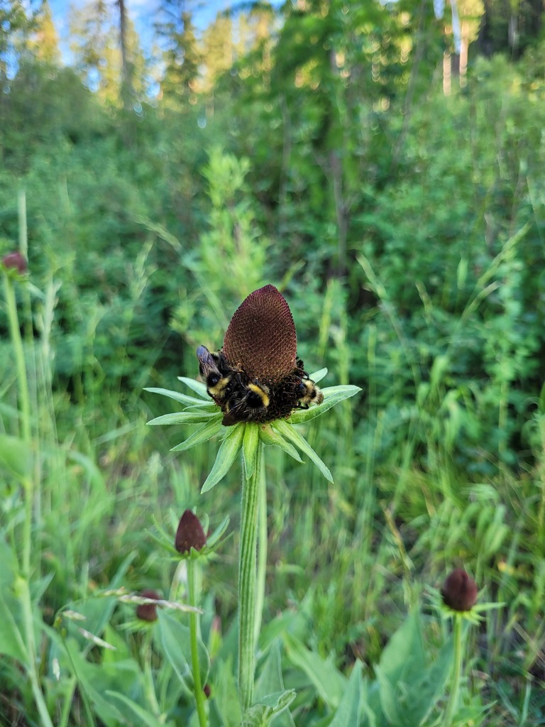 Wenatchee Mountain coneflower from Chelan County, WA, USA on July 8 ...