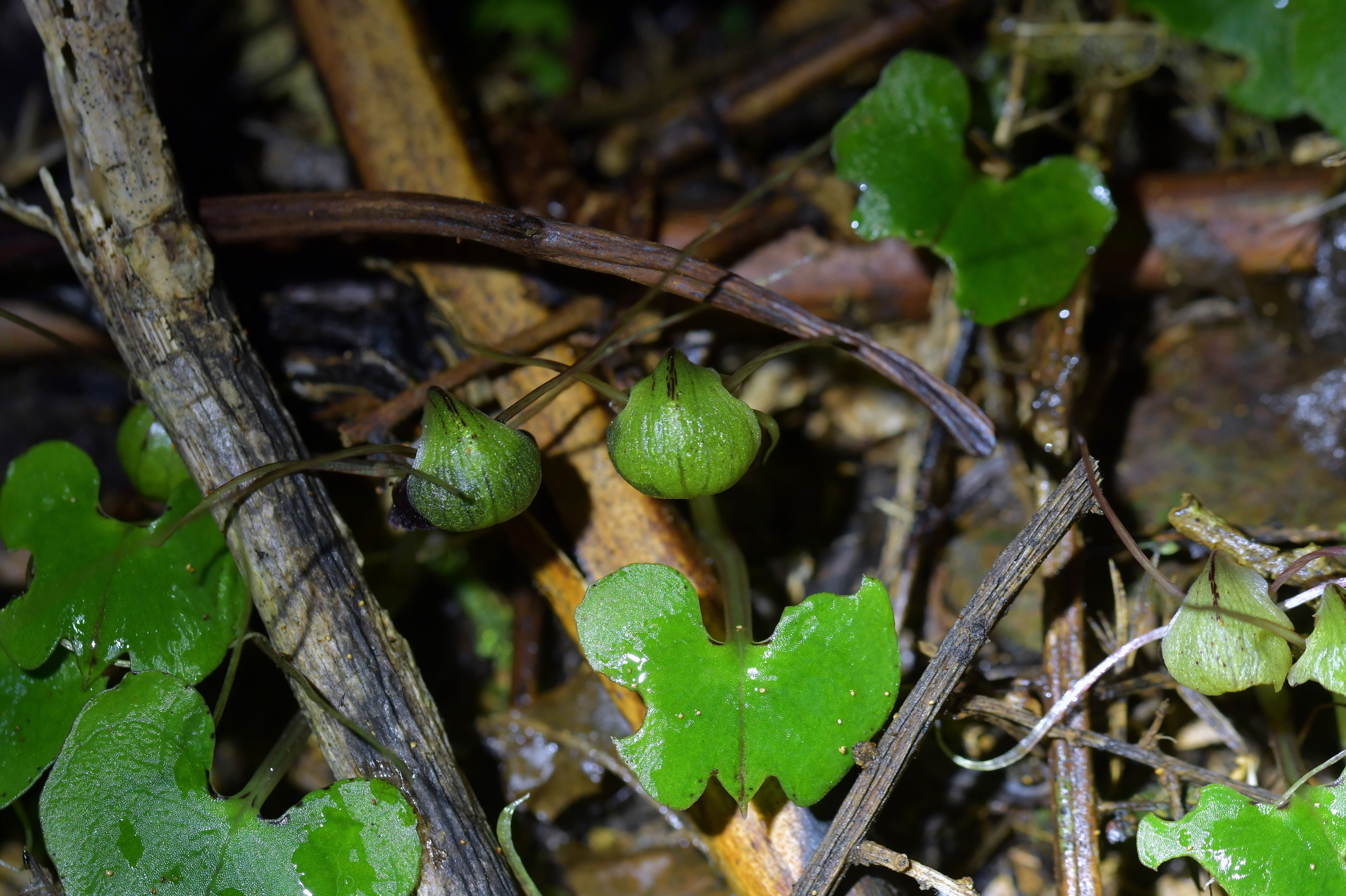 Corybas trilobus (Hook.f.) Rchb.f.