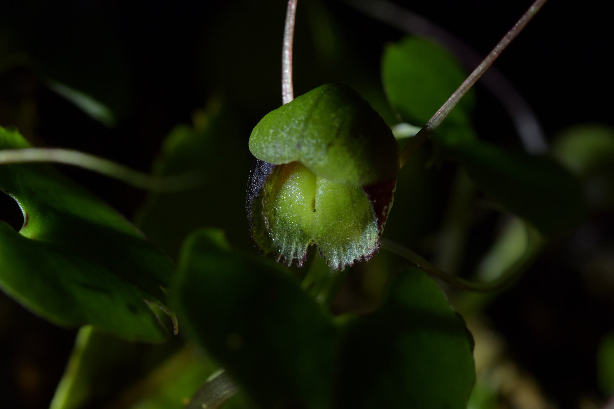 Corybas trilobus (Hook.f.) Rchb.f.