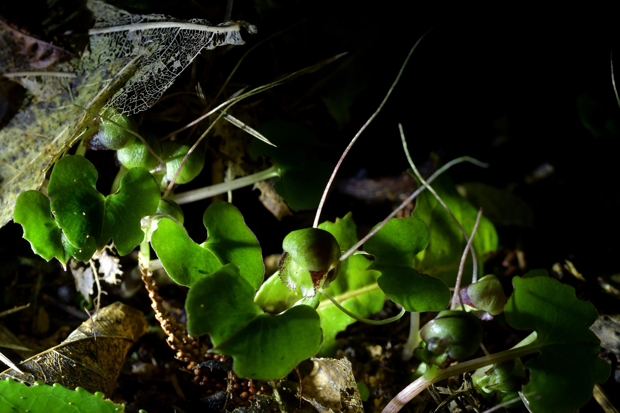 Corybas trilobus (Hook.f.) Rchb.f.