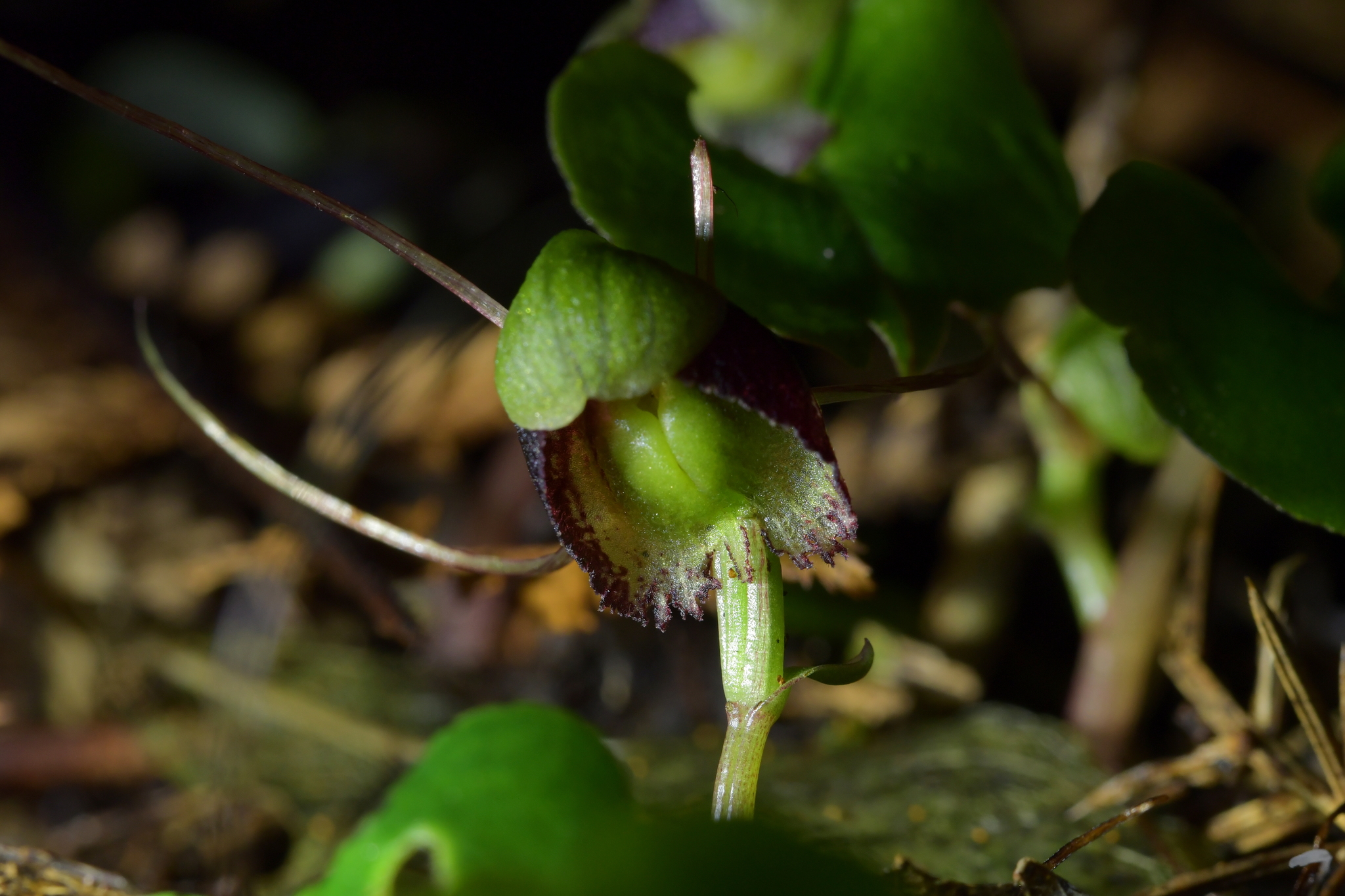Corybas trilobus (Hook.f.) Rchb.f.