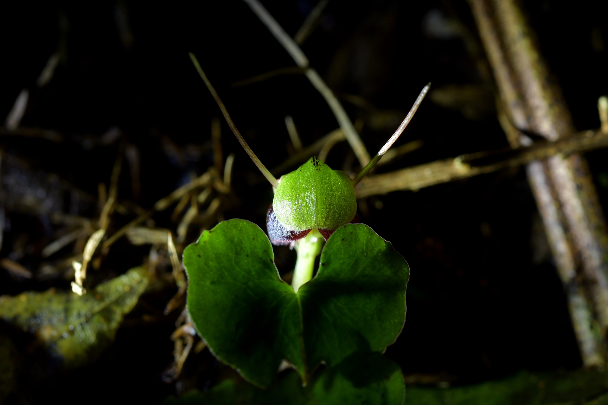 Corybas trilobus (Hook.f.) Rchb.f.