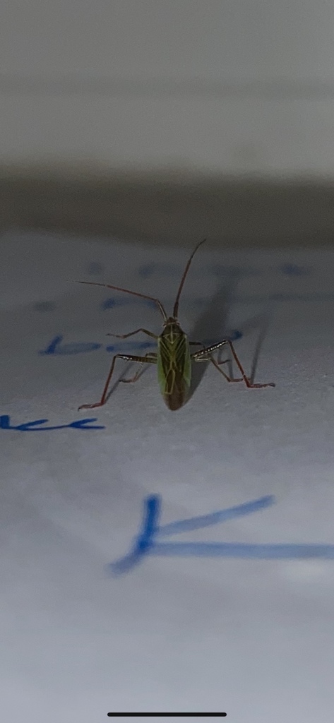 Rice Leaf Bug by honna · iNaturalist