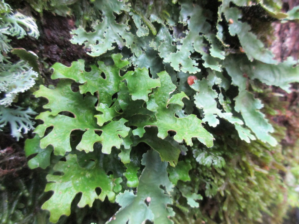 Lobariaceae from Overland Track, Lake St Clair TAS 7140, Australia on ...