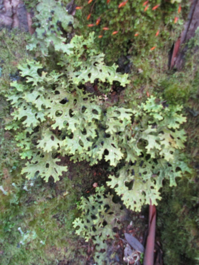 Lobariaceae from Overland Track, Lake St Clair TAS 7140, Australia on ...