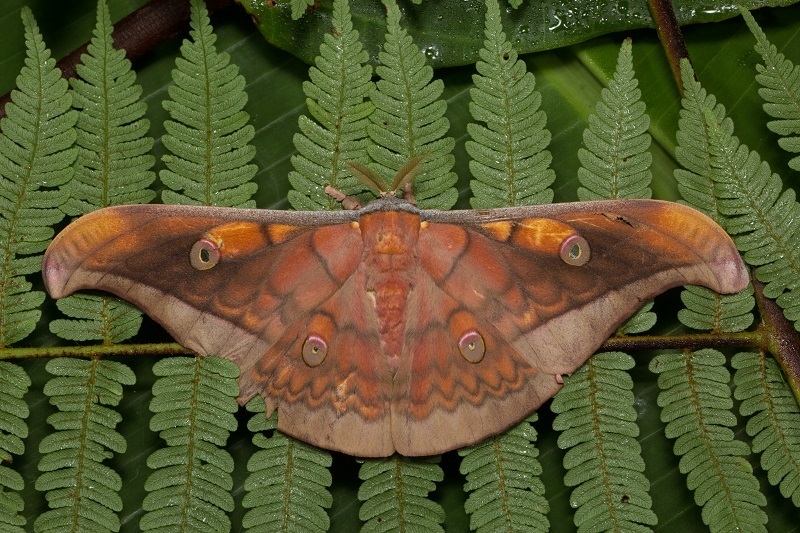 Oak Tasar Silk Moth from Stephens Place, Frasers Hill (2) on July 15 ...