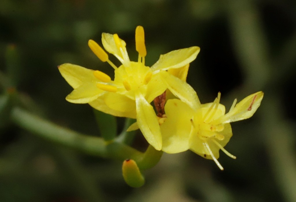 Glischrocaryon aureum from Pindar WA 6631, Australia on July 10, 2021 ...