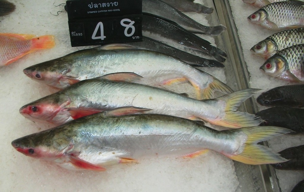 Pangas catfish (Pangasius pangasius) - Marine Life Identification