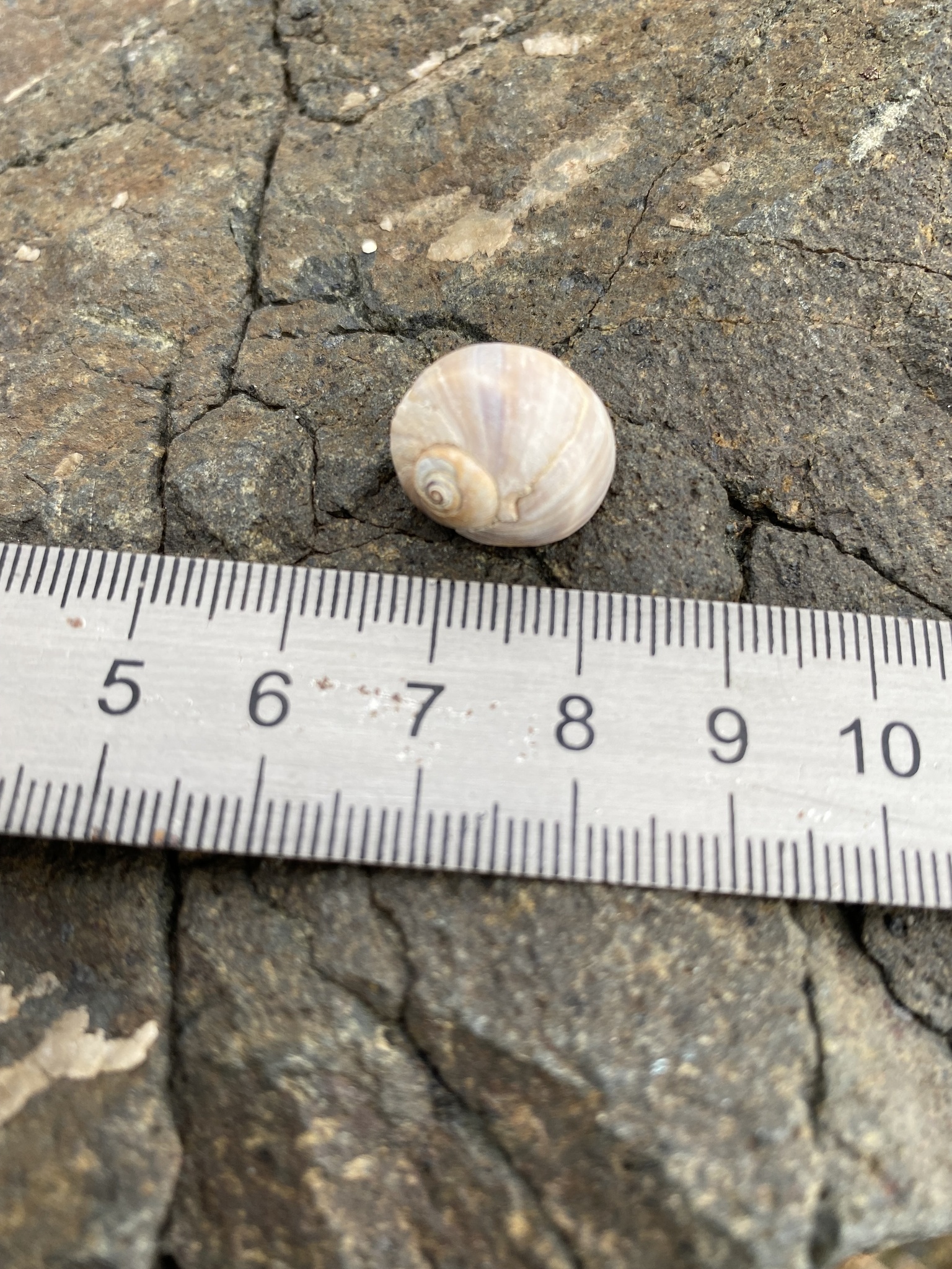 Cryptonatica janthostoma (Deshayes, 1839)