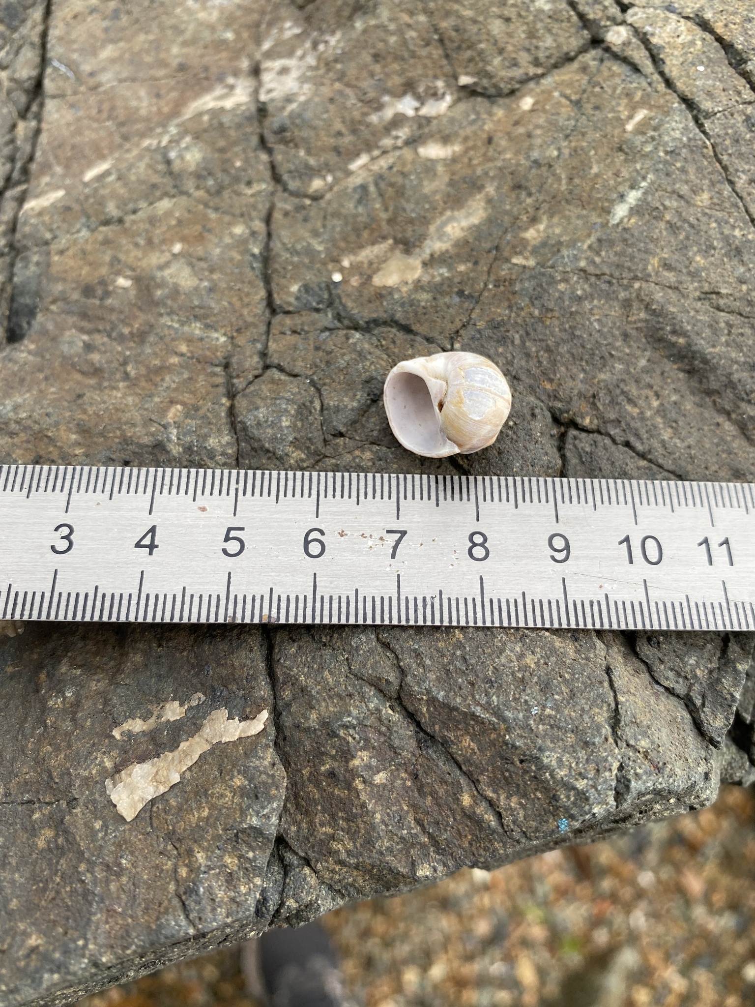 Cryptonatica janthostoma (Deshayes, 1839)