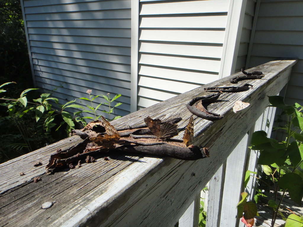 Gray Comma in August 2013 by Chris Alice "Alie" Kratzer · iNaturalist
